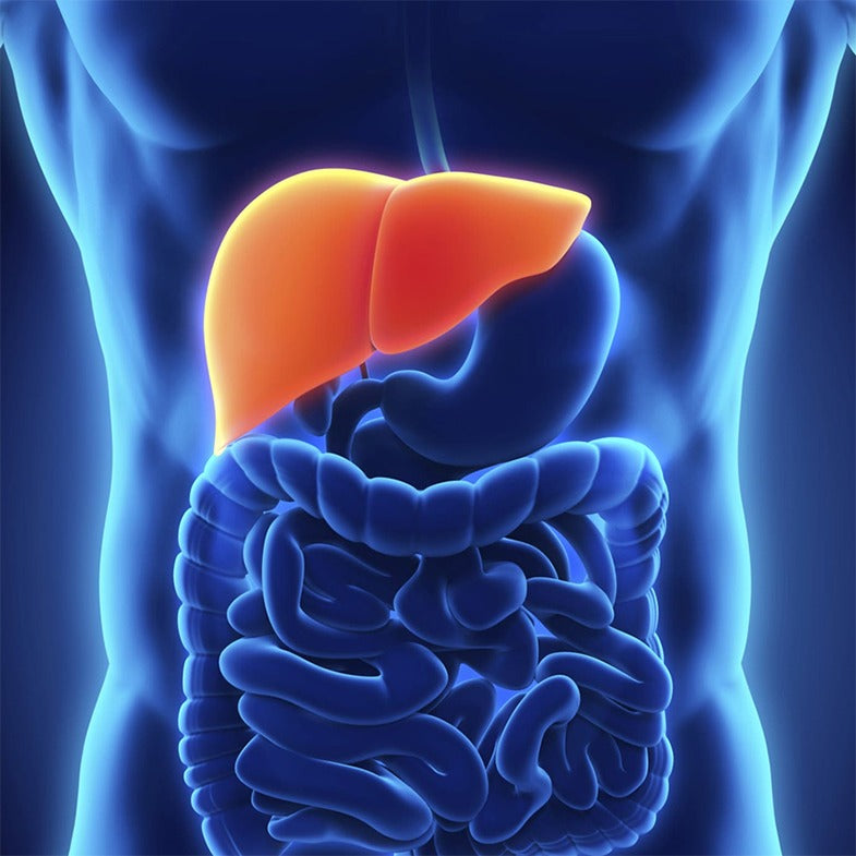 6 Easy Ways to Get Your Liver in Shape – The Swell Score